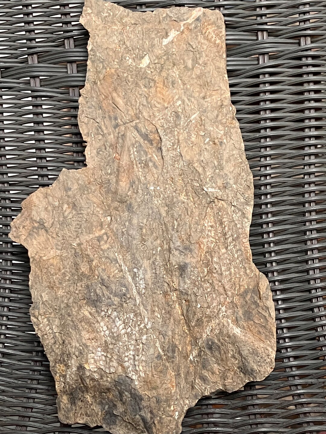 Paleozoic Era Dozens of Extinct Tree Ferns & Flora Foliage Plant Fossil ...