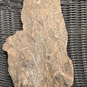 Paleozoic Era Dozens of Extinct Tree Ferns & Flora Foliage Plant Fossil ...