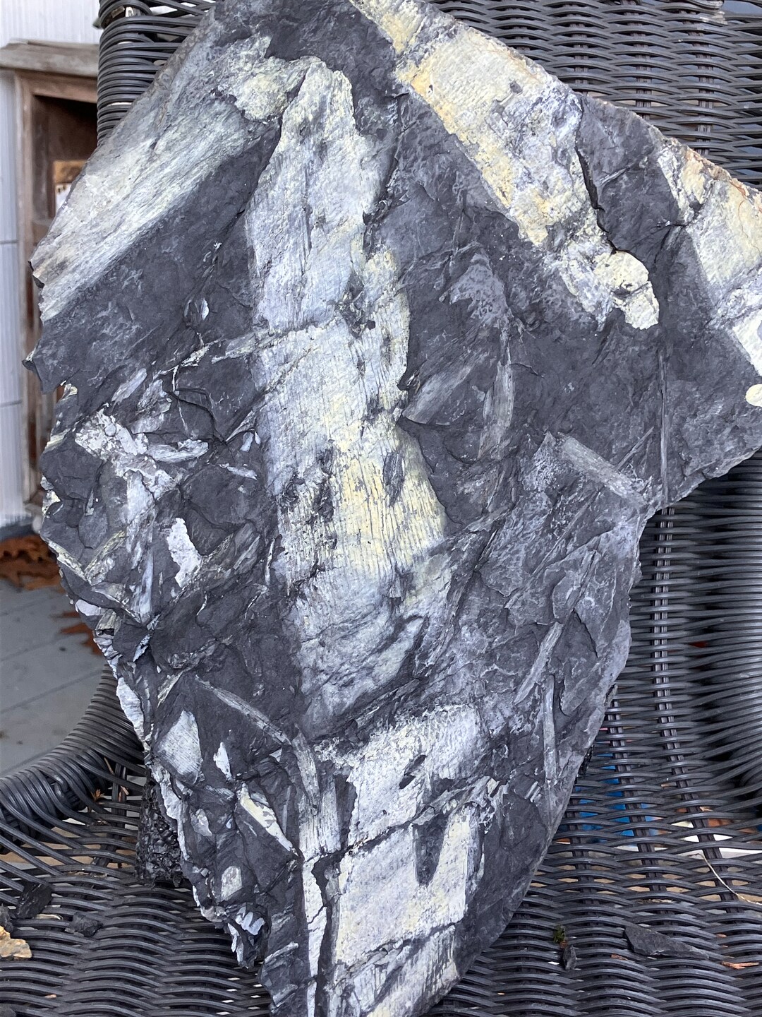 300 Million Year Old Paleozoic Ancient Calamite Large Museum Grade ...