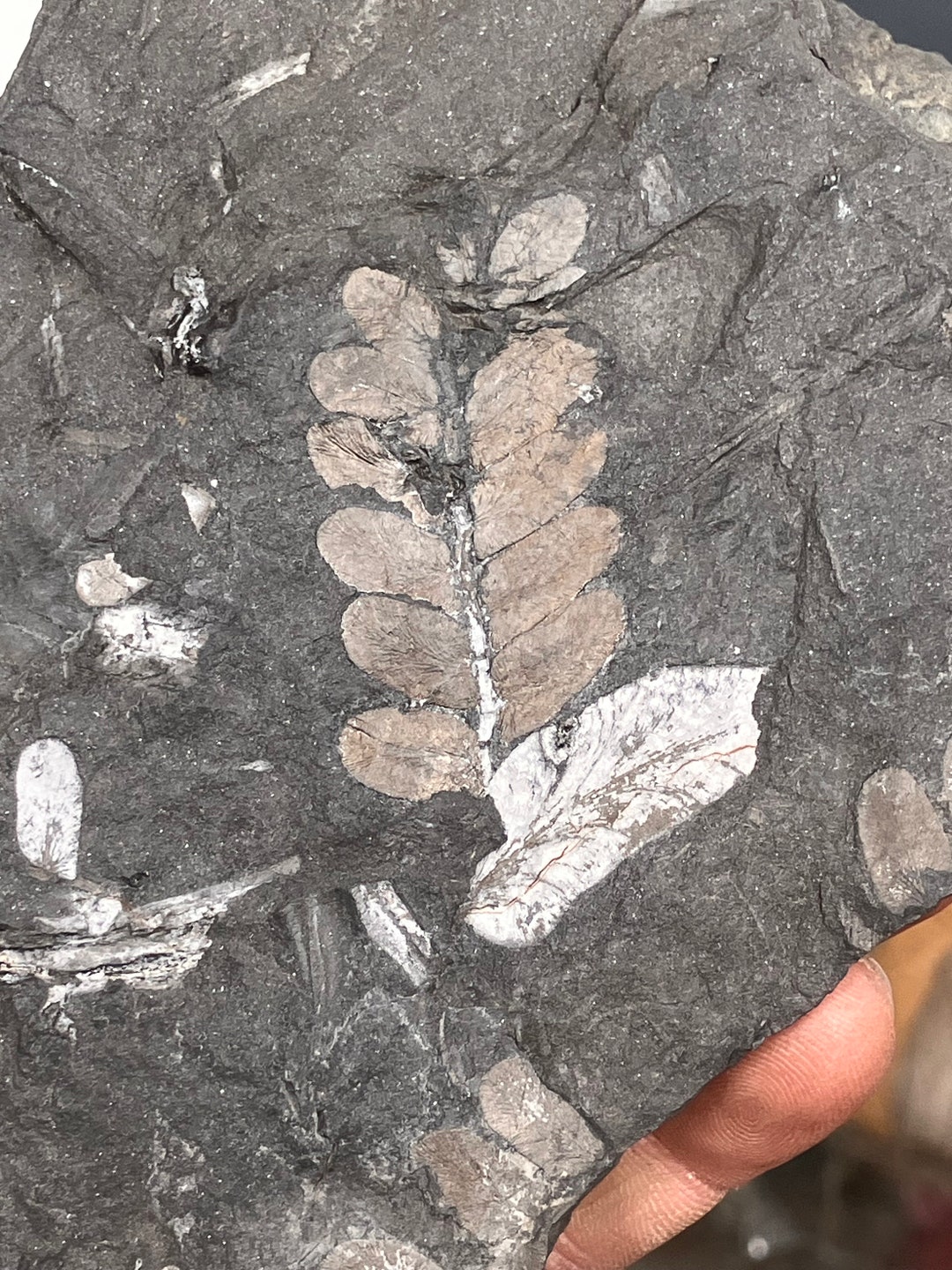 Extinct Paleozoic Tree Fern & Flora Foliage Plant Fossil - Etsy