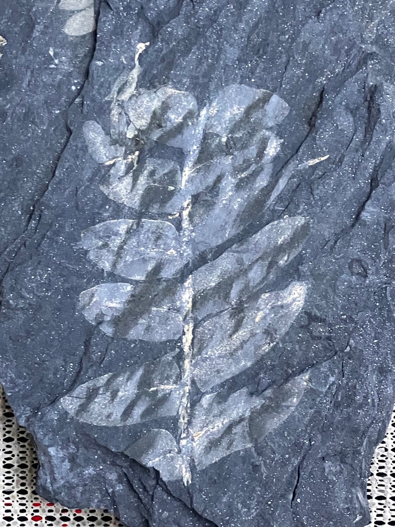 Ancient Paleozoic Era Tree Fern Flora Pyrite Plant Fossil - Etsy