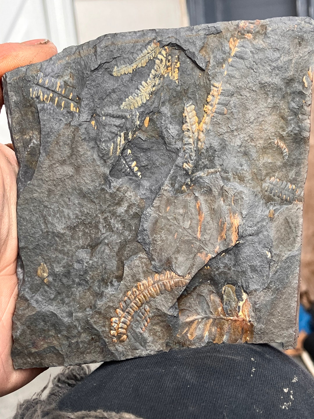 Late Carboniferous Extinct Tree Ferns Colorful 3D Plant Fossil - Etsy