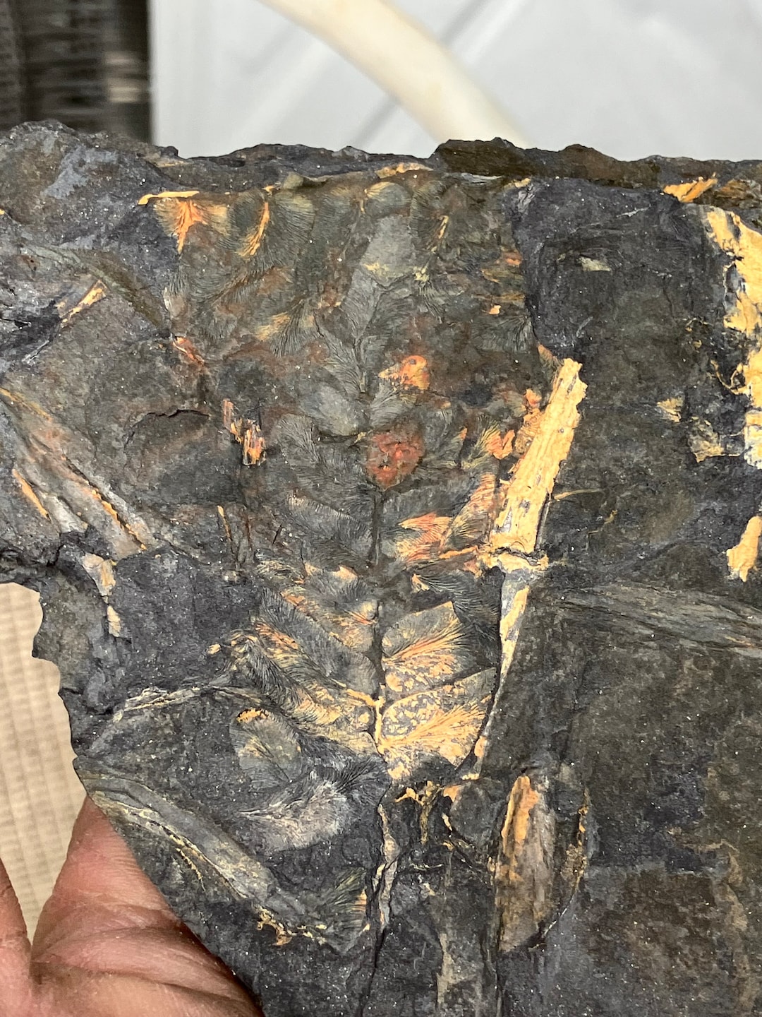 Paleozoic Era Tree Fern 3D Colorful Flora Fossil - Etsy