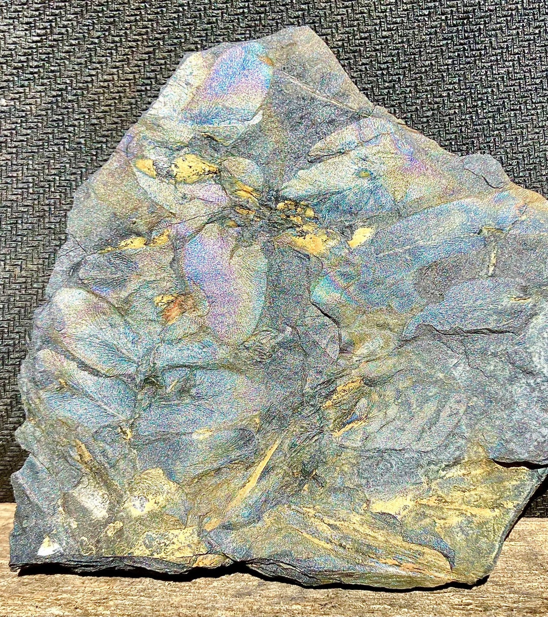 Fossil Fern, Iridescent Peacock Carboniferous Neuropteris Mixoneura ...