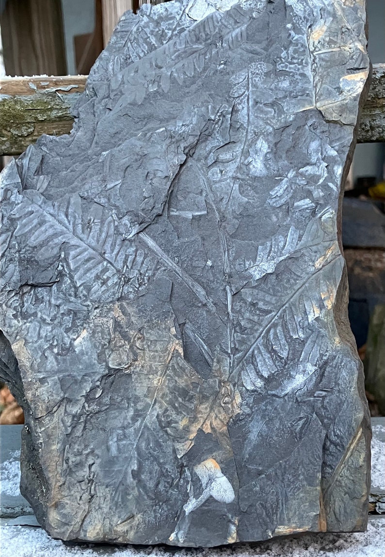 300 Million Year Old Paleozoic Era Multiple Extinct - Etsy