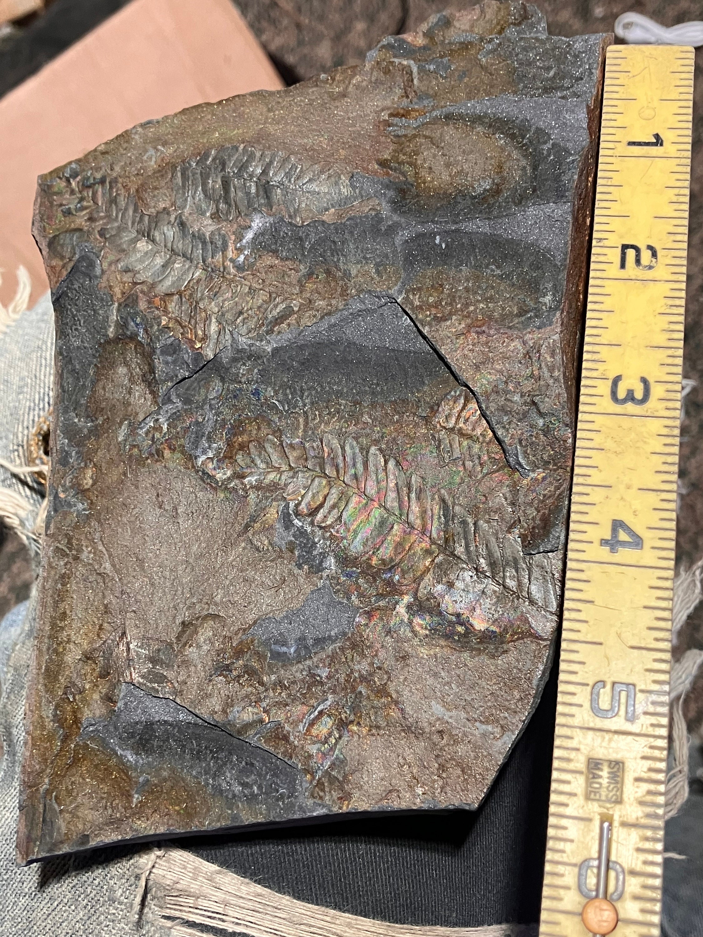 Paleozoic Era Extinct Tree Ferns peacock Colorful 3D Plant Fossil - Etsy