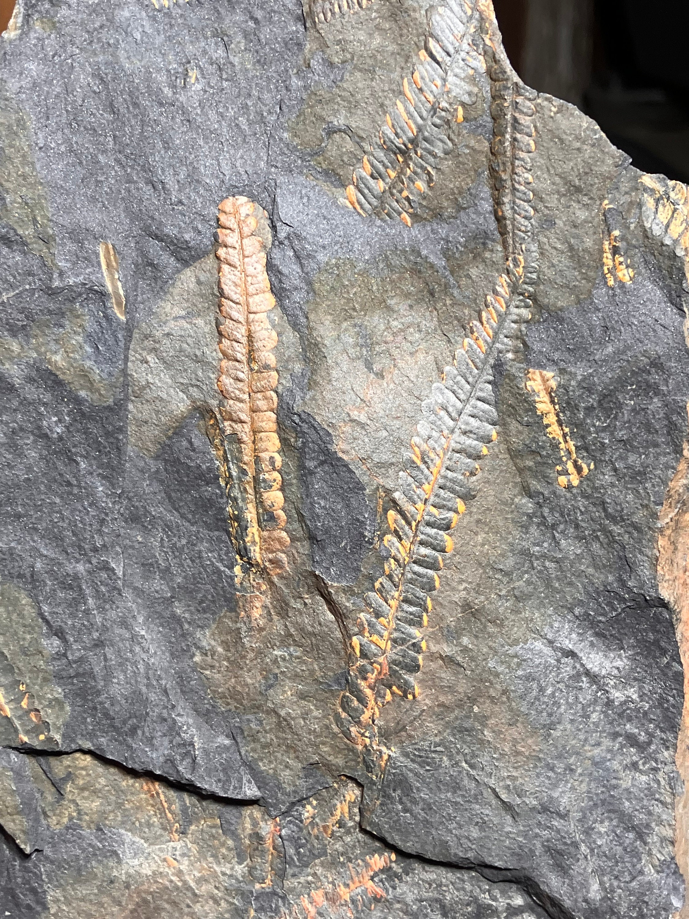 Extinct Paleozoic Era Ancient Tree Ferns Flora Colorful 3D Plant Fossil ...