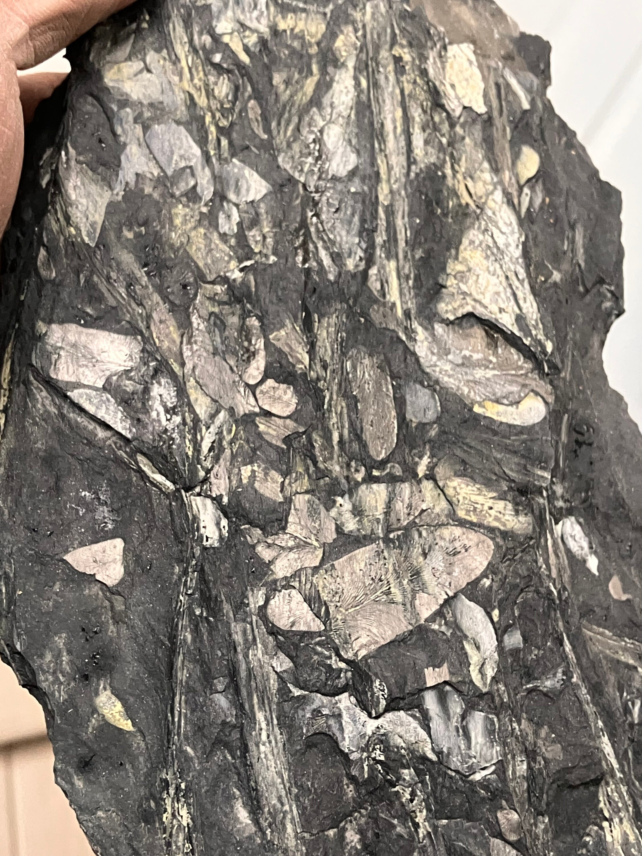 Paleozoic Era Extinct Tree Ferns Foliage 3D Flora Plant Fossil - Etsy