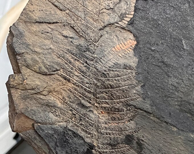 300 Million Year Old Paleozoic Tree Fern Flora 3D Plant Fossil - Etsy