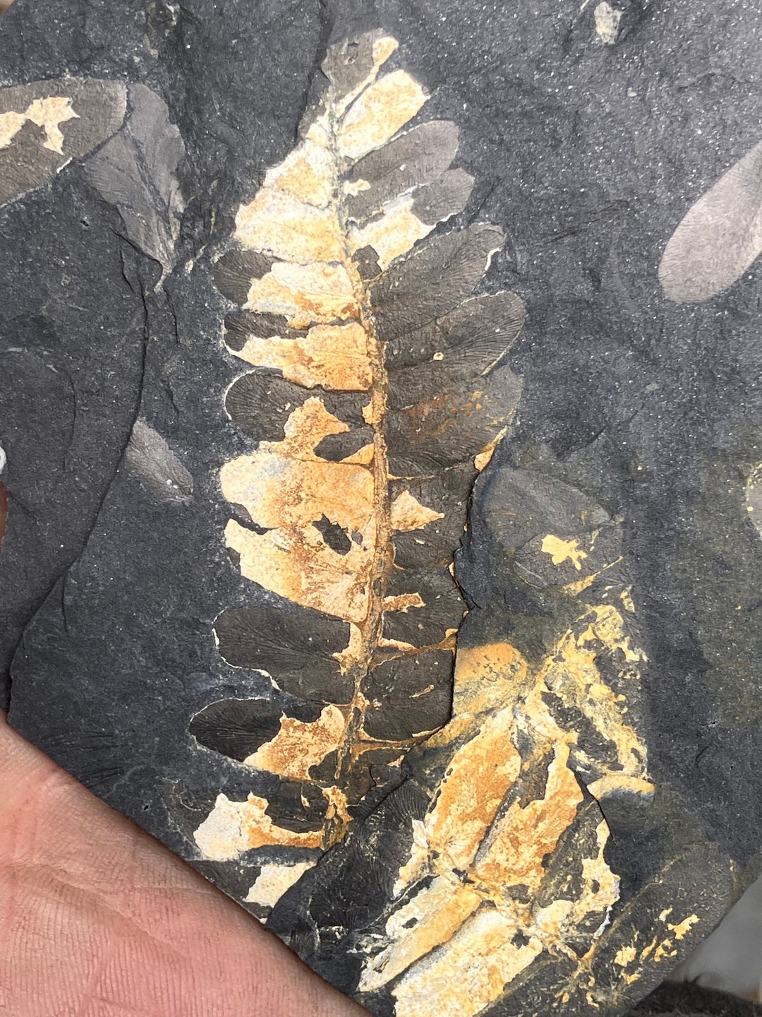 Ancient Paleozoic Extinct Tree Fern Colorful Flora Plant Fossil - Etsy