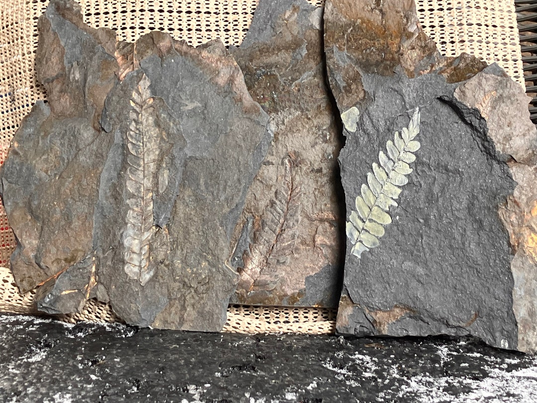 Three Ancient Paleozoic Era Extinct Tree Ferns Colorful Plant Fossils ...