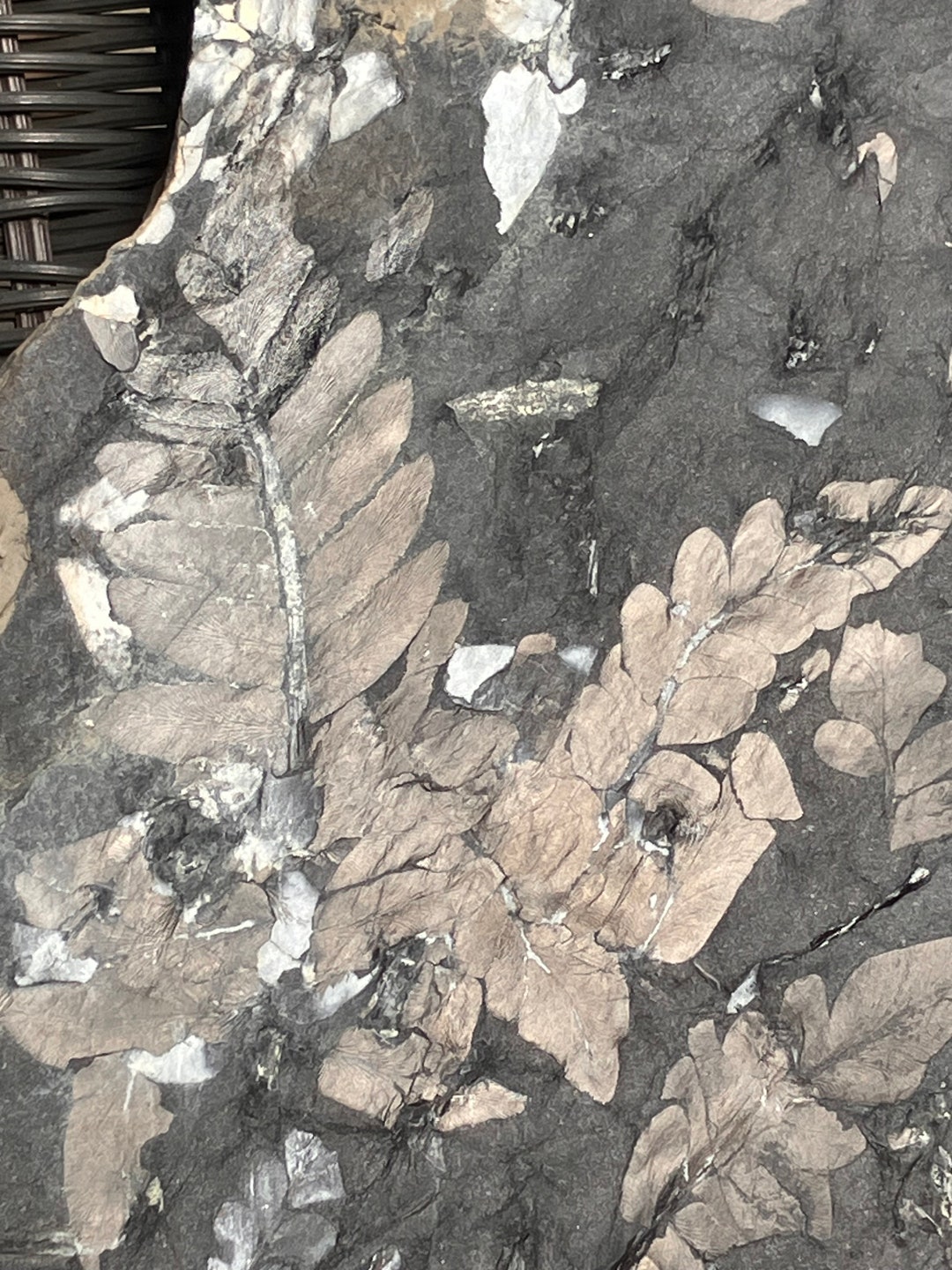 300 Million Year Old Ancient Carboniferous Tree Ferns Flora Large Plant ...