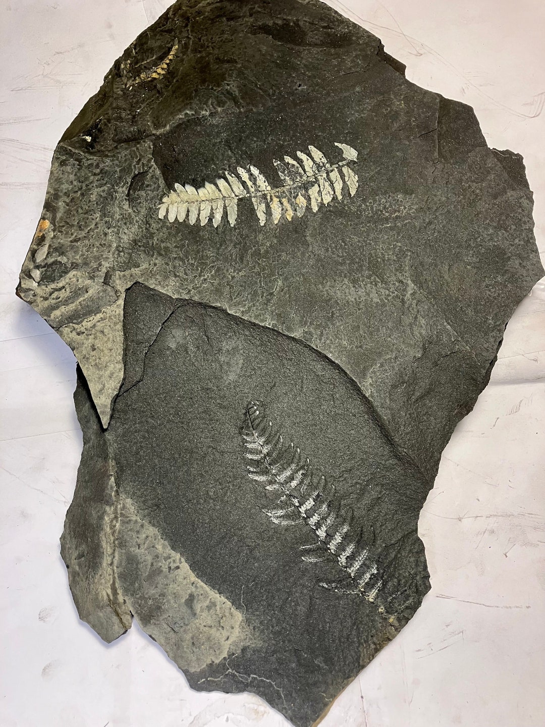 Large Paleozoic Era Tree Ferns Fossil Plate - Etsy