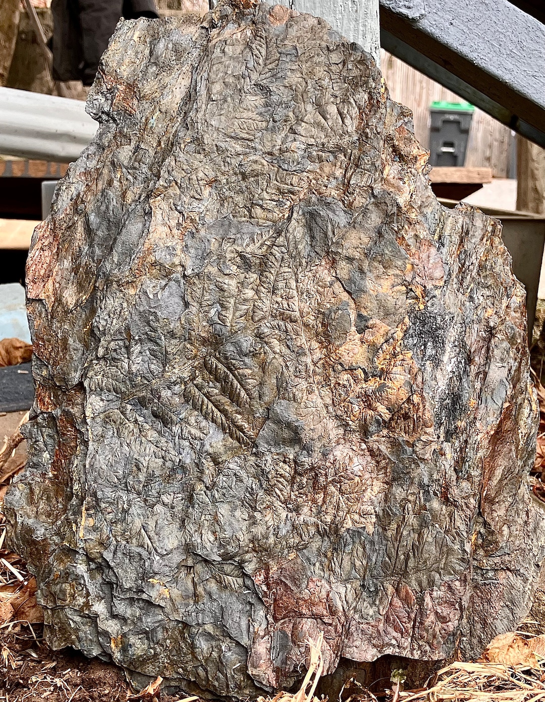 Giant Paleozoic Era 3D Colorful Tree Ferns Plant Fossil Slab - Etsy