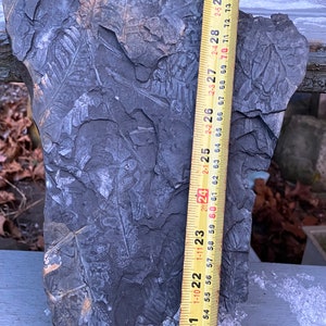 300 Million Year Old Paleozoic Era Multiple Extinct - Etsy