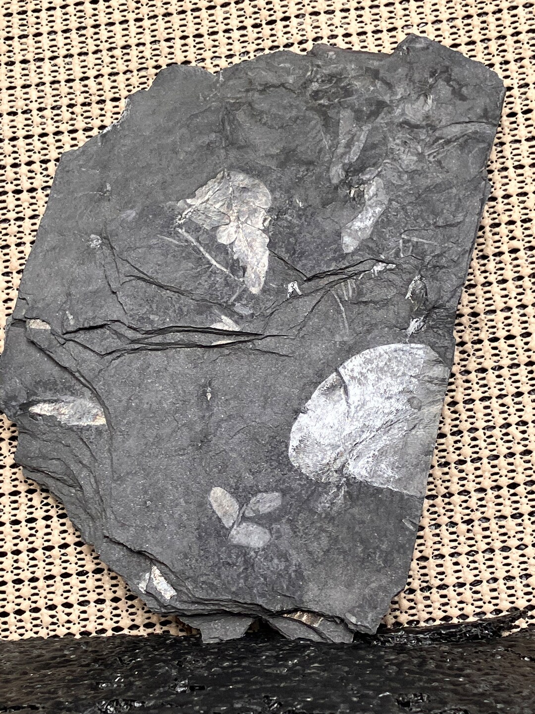 Ancient Paleozoic Era Extinct Tree Fern & Big Leaf Flora Plant Fossil ...