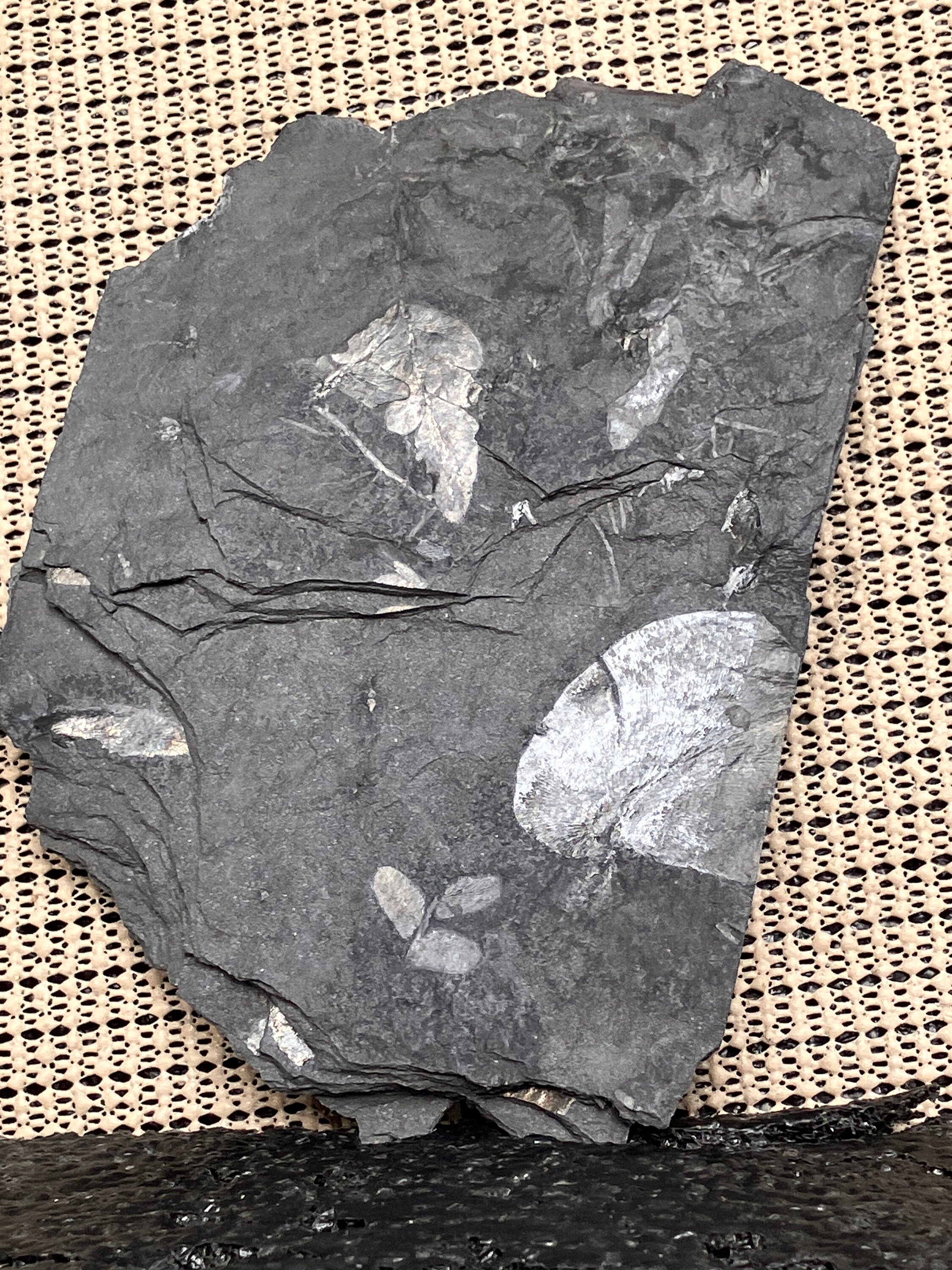 Ancient Paleozoic Era Extinct Tree Fern & Big Leaf Flora Plant Fossil ...