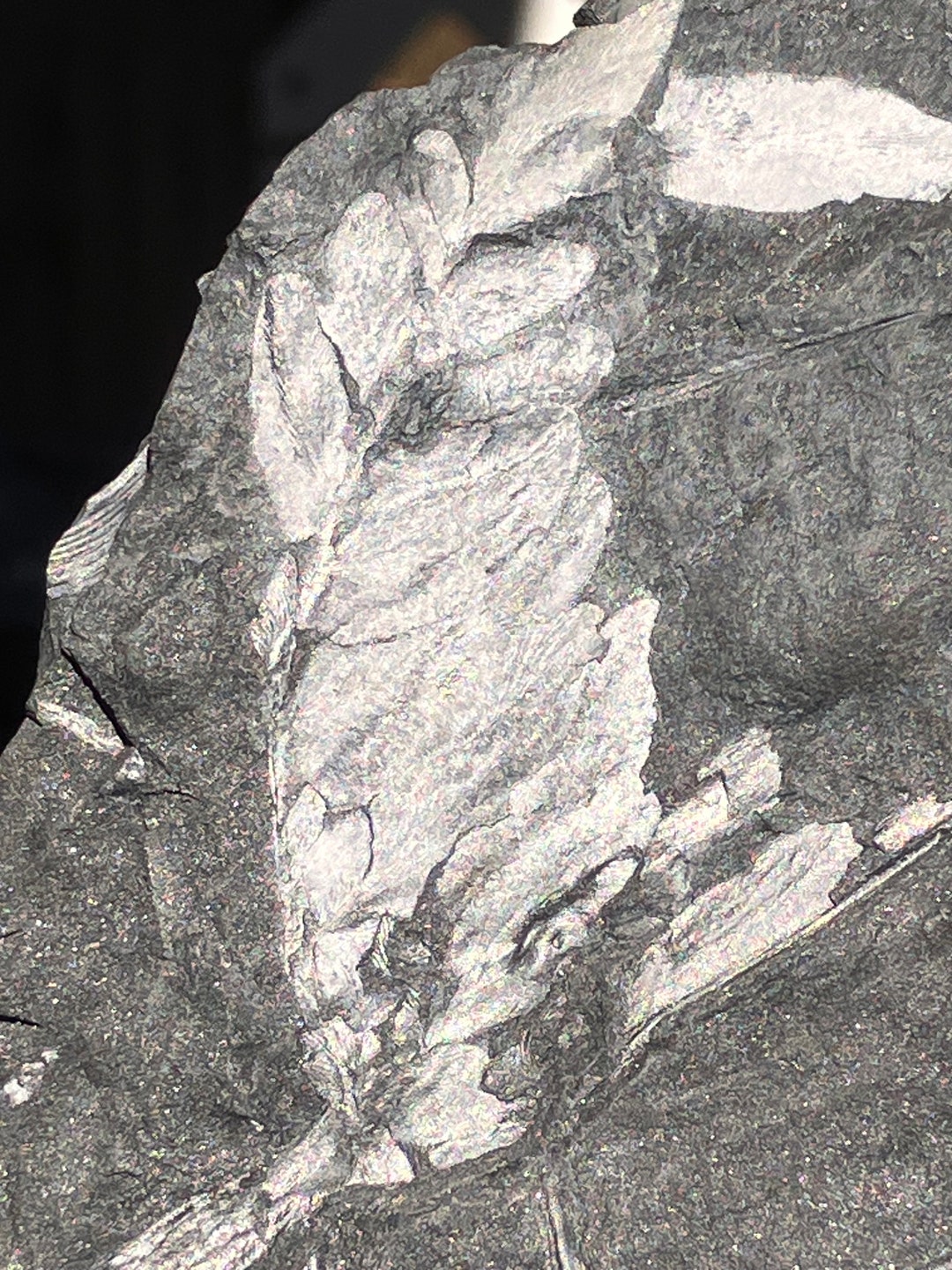 White Paleozoic Era Extinct Ferns Plant Fossil - Etsy