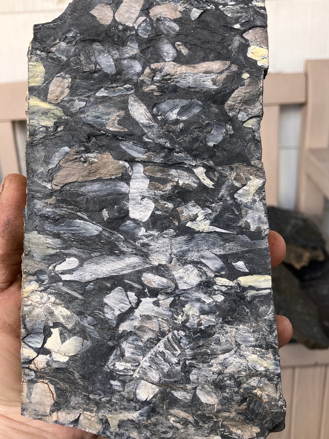 Ancient Paleozoic Era Extinct Tree Ferns, Foliage & Branches Flora ...