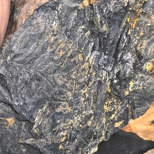 Ancient Paleozoic Era Extinct Tree Ferns Colorful 3D Plant Fossil - Etsy