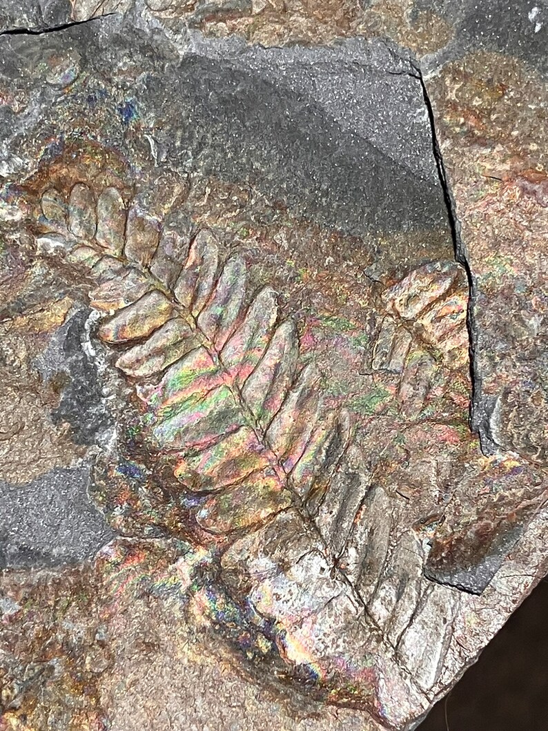 Paleozoic Era Extinct Tree Ferns peacock Colorful 3D Plant Fossil - Etsy