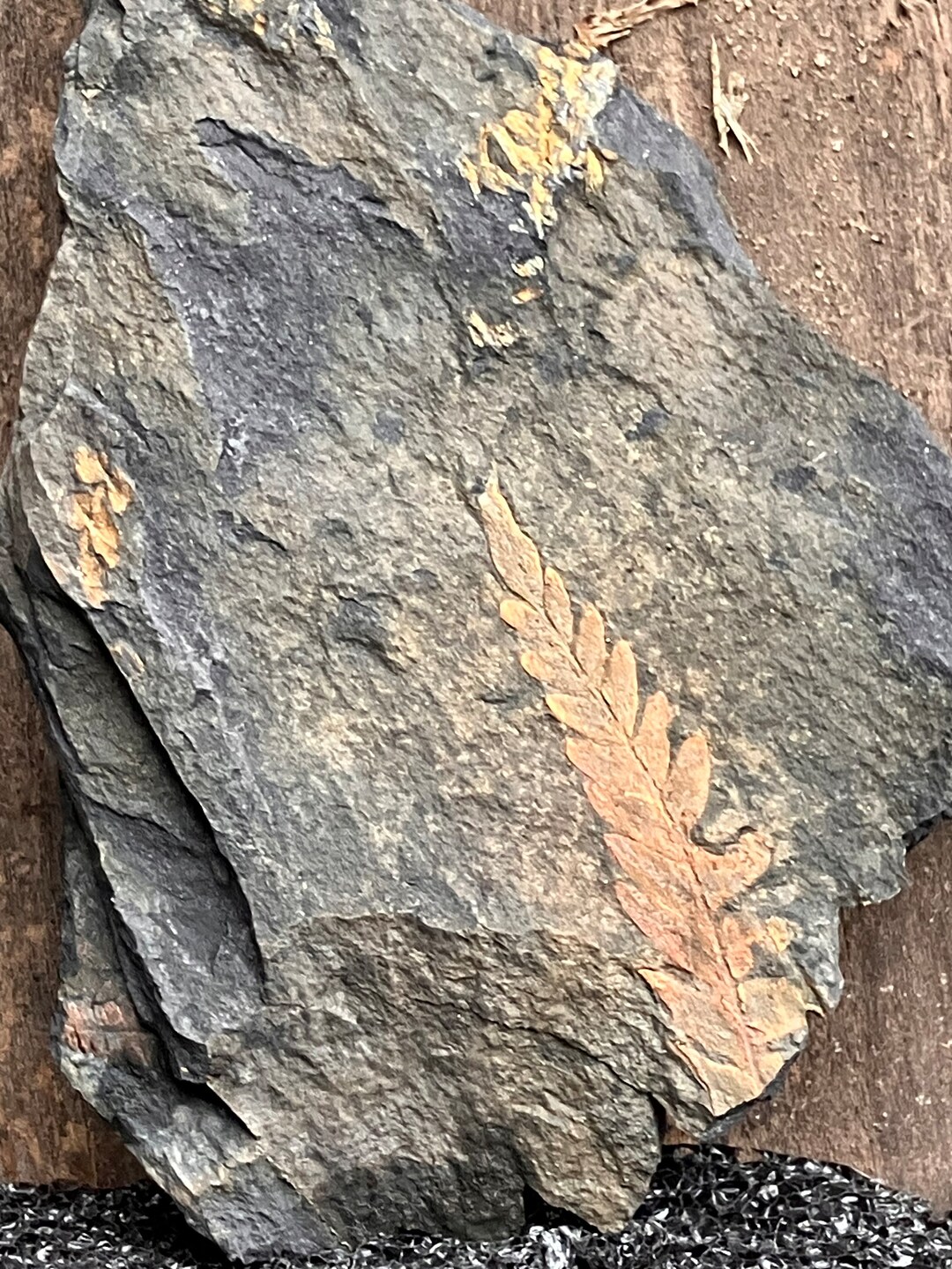 Ancient Paleozoic Extinct Tree Fern Flora Plant Fossil - Etsy