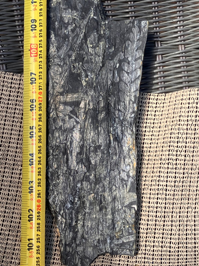 Ancient Paleozoic Era Extinct Tree Ferns & Flora Foliage Plant Fossil ...