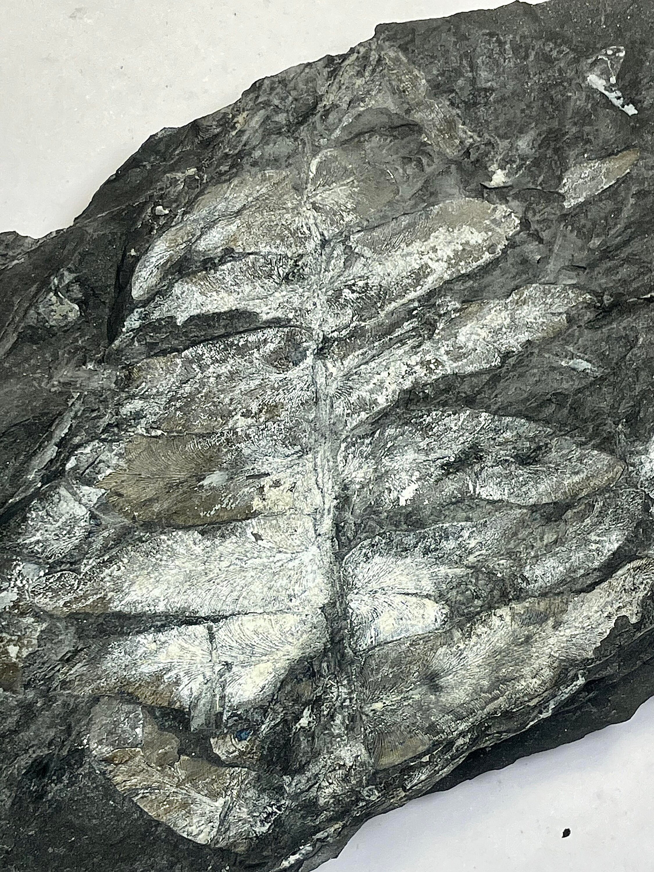 Pteridospermatophyta