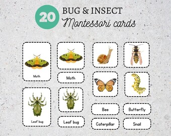 Minibeast Flash Cards - Etsy UK