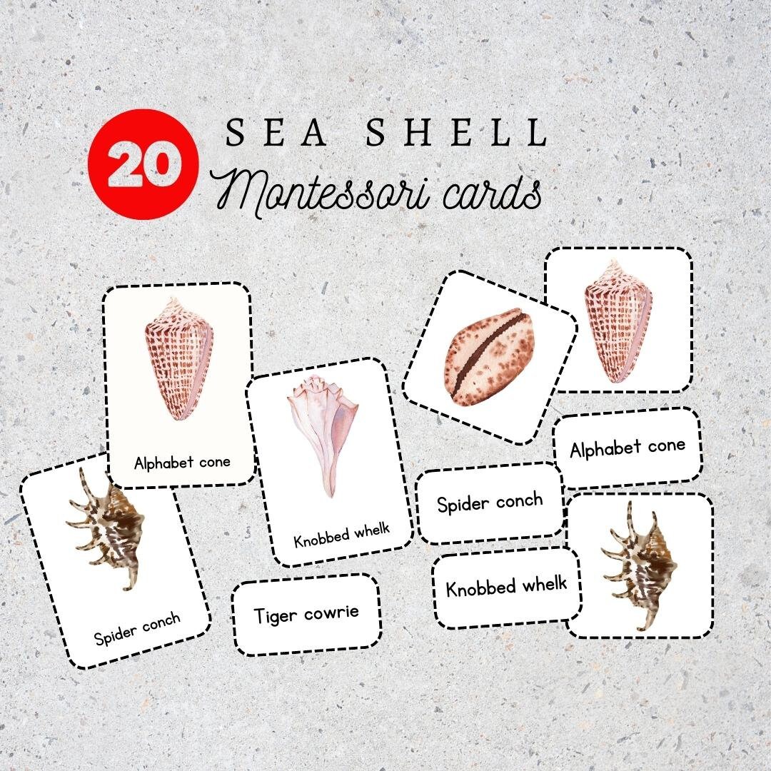 Seashell Shape Montessori 3 Part Cards|seashell Flashcards|montessori ...