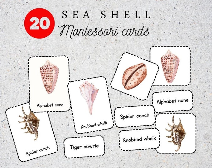 Seashell Flashcards and Poster Set, Seashell Unit Study, Seashell ...