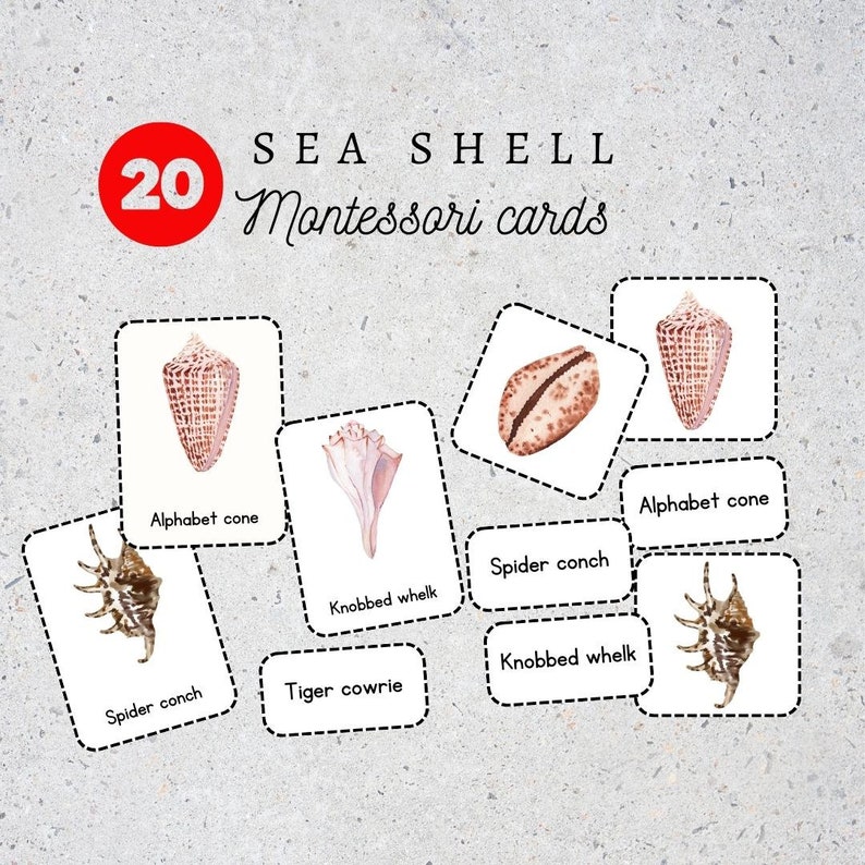 Seashell Shape Montessori 3 Part Cards|seashell Flashcards|montessori ...