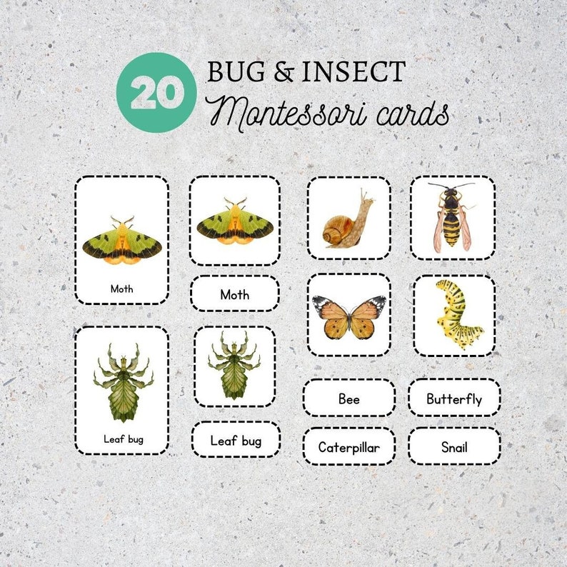 Minibeast Flash Cards|printable Insect Flashcards|homeschool Vocabulary ...