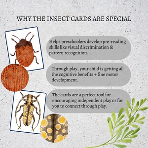 Insect Matching Cardsmontessori Materials Printabletoddler Pattern ...