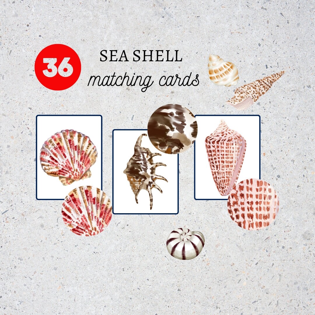 Seashell Learningseashell Matching Cardsnature Studyocean ...