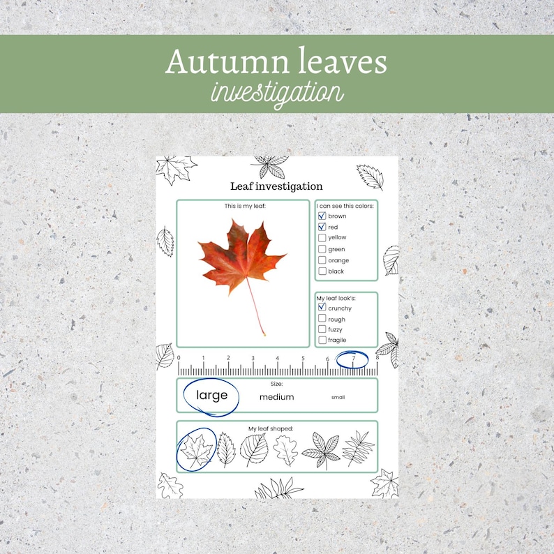 Leaf Observation Worksheets and Fact Cards|autumn Leaves|fall Activity ...
