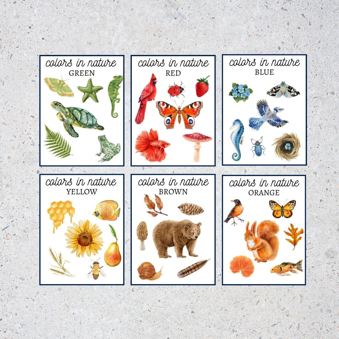 Colors in Nature Flashcardscolor Flashcardsmontessoricolour Nature ...