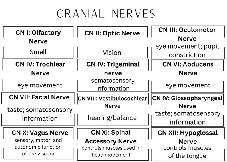 12 Cranial Nerves and Their Function. Perfect Gift for Neuro Nurses - Etsy