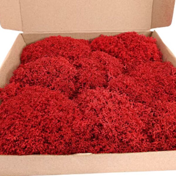 Shop Preserved Moss - Etsy