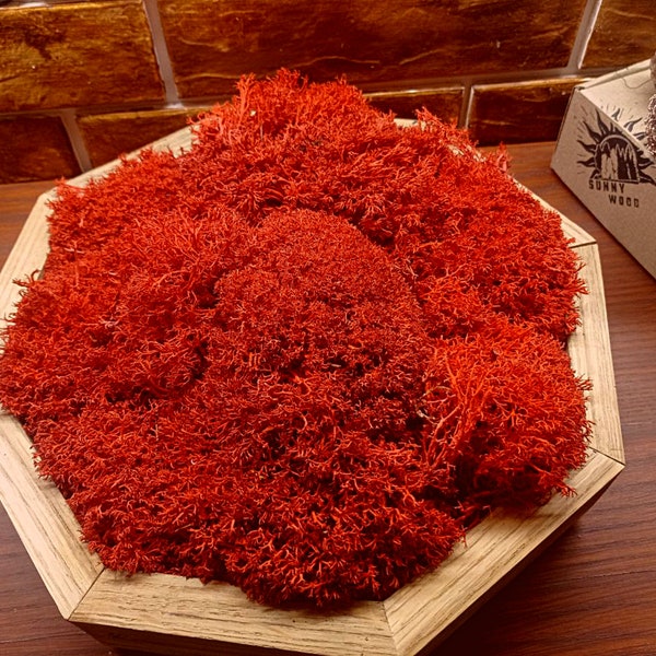 Preserved Moss - Etsy