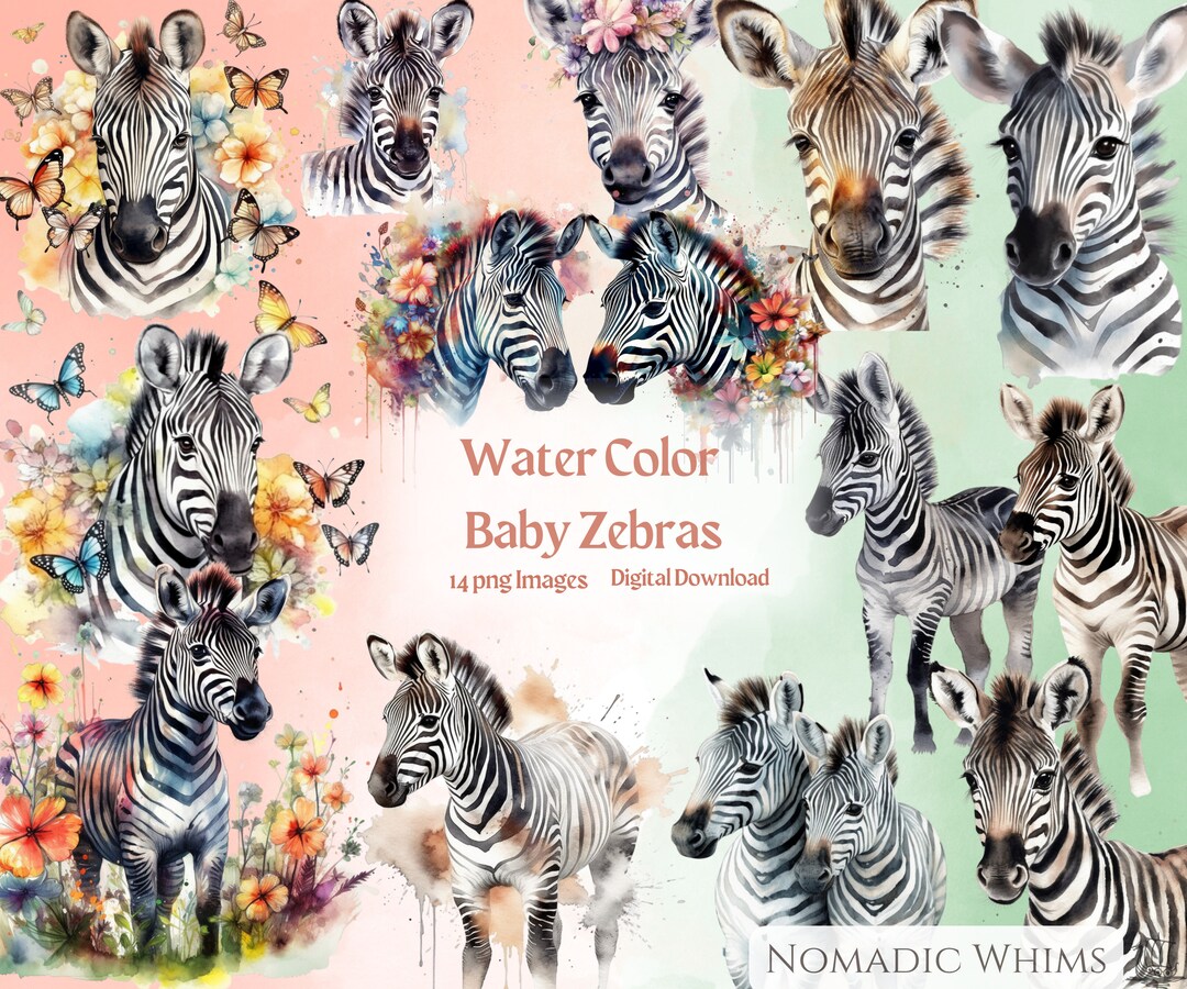 Watercolor Baby Zebras - Set of 14 High Quality PNG Images, Cute Zebra ...