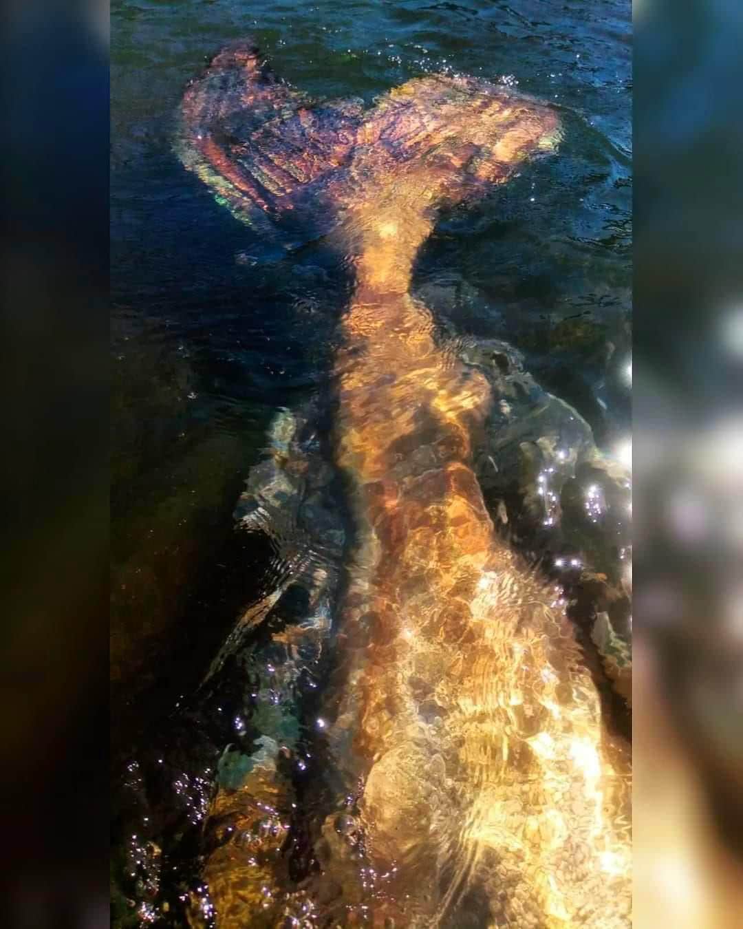 Full Silicon Mermaid Tail, Light Weight Mermaid Tail, Pirate Mermaid ...