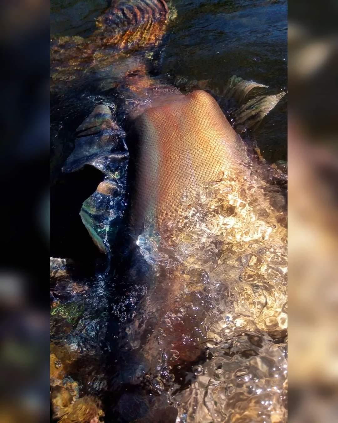 Full Silicon Mermaid Tail, Light Weight Mermaid Tail, Pirate Mermaid ...