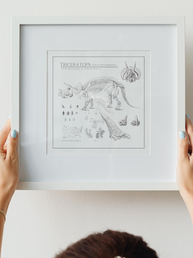 Dino Digital Art - Vintage Triceratops Fossil Illustrations - Paleoart ...