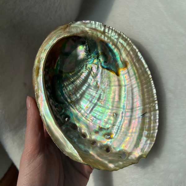 Rainbow Shell - Etsy