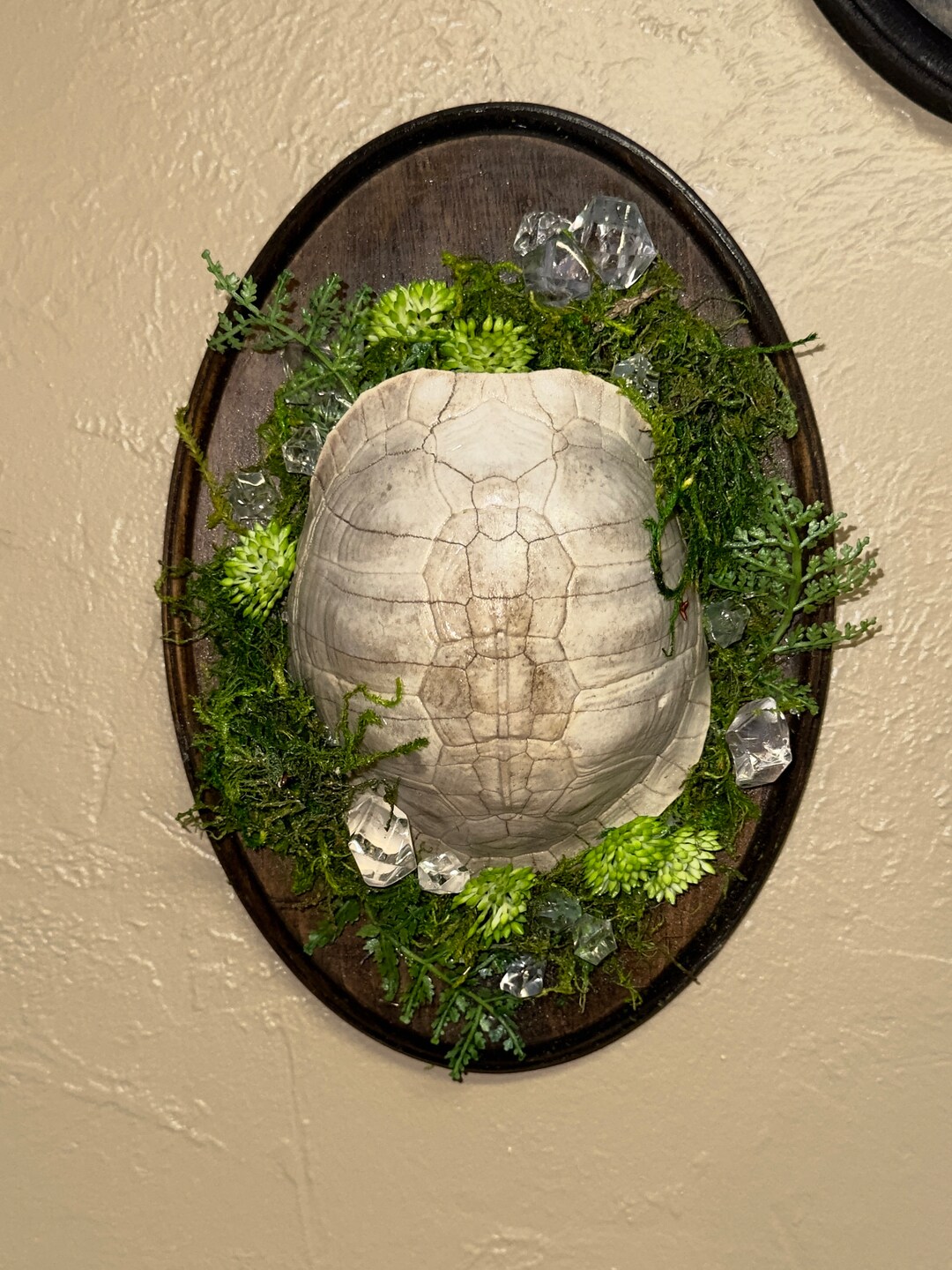 Turtle Shell Wall Hanging - Etsy