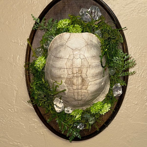 Turtle Shell - Etsy