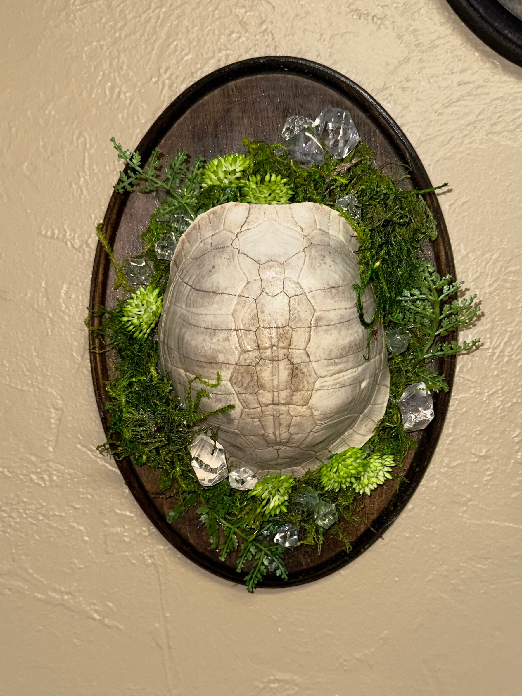 Turtle Shell Wall Hanging - Etsy