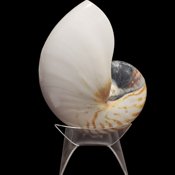 Nautilus Shell Stand - Etsy