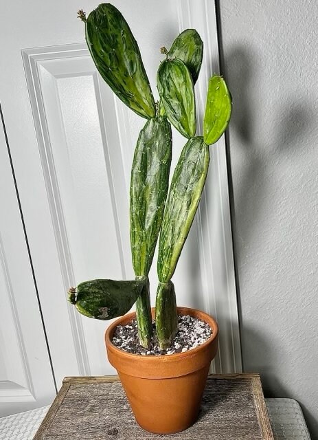 Variegated Prickly Pear Pads, Rare Plant - Etsy